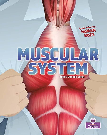 Muscular System - Walmart.com