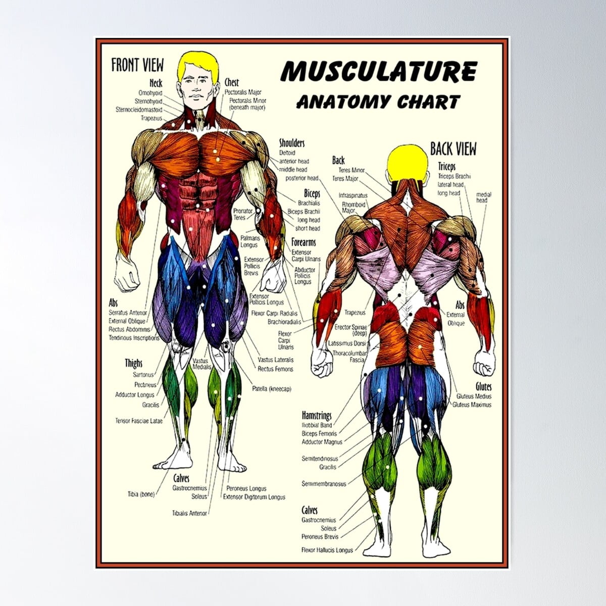 Musculature : Body Building Anatomy Chart Print Poster Wall Art, Modern ...