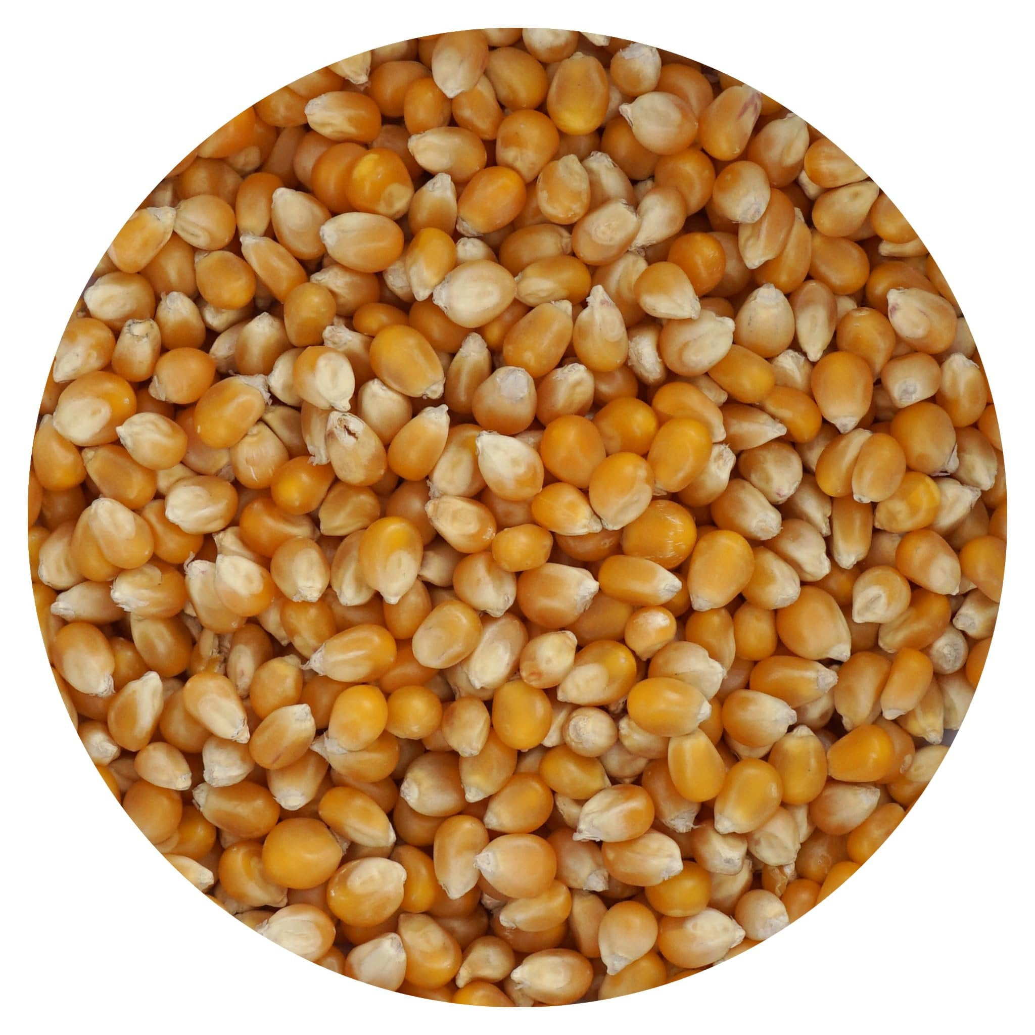Mushroom Popcorn Kernels, 2 Pound Bulk Bag, The Hampton Popcorn Company ...