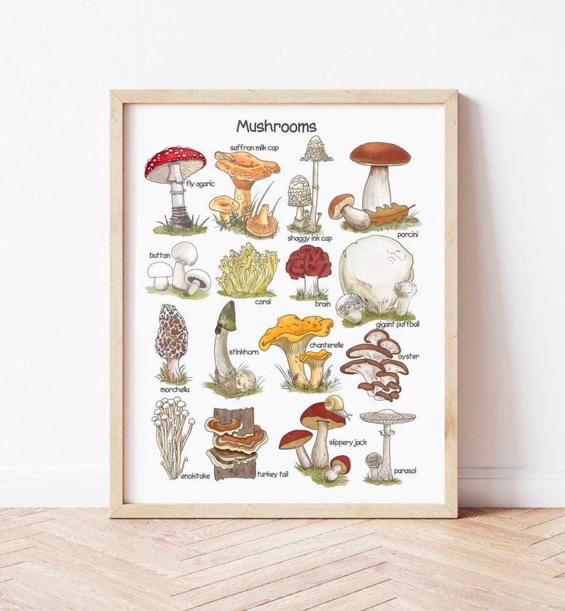 Mushroom Poster Homeschool Educational Toddler Nature Study Preschool ...