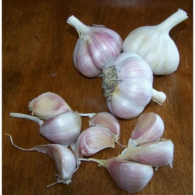 Music Hardneck Garlic 2 Nice Sized Bulbs! Great for Fall Planting! Non ...