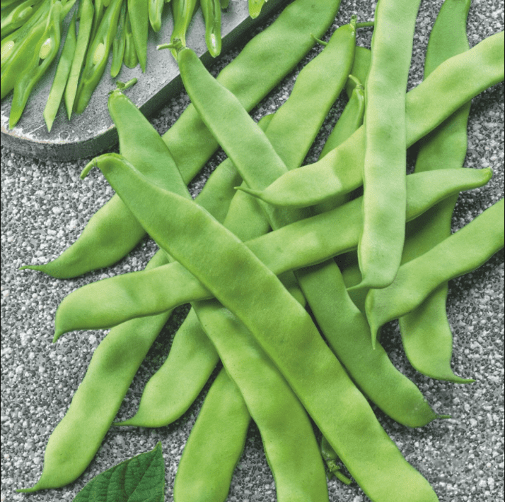 Musica Bean 25 Gram ~70 Seeds – Phaseolus vulgaris – Spanish Pole ...