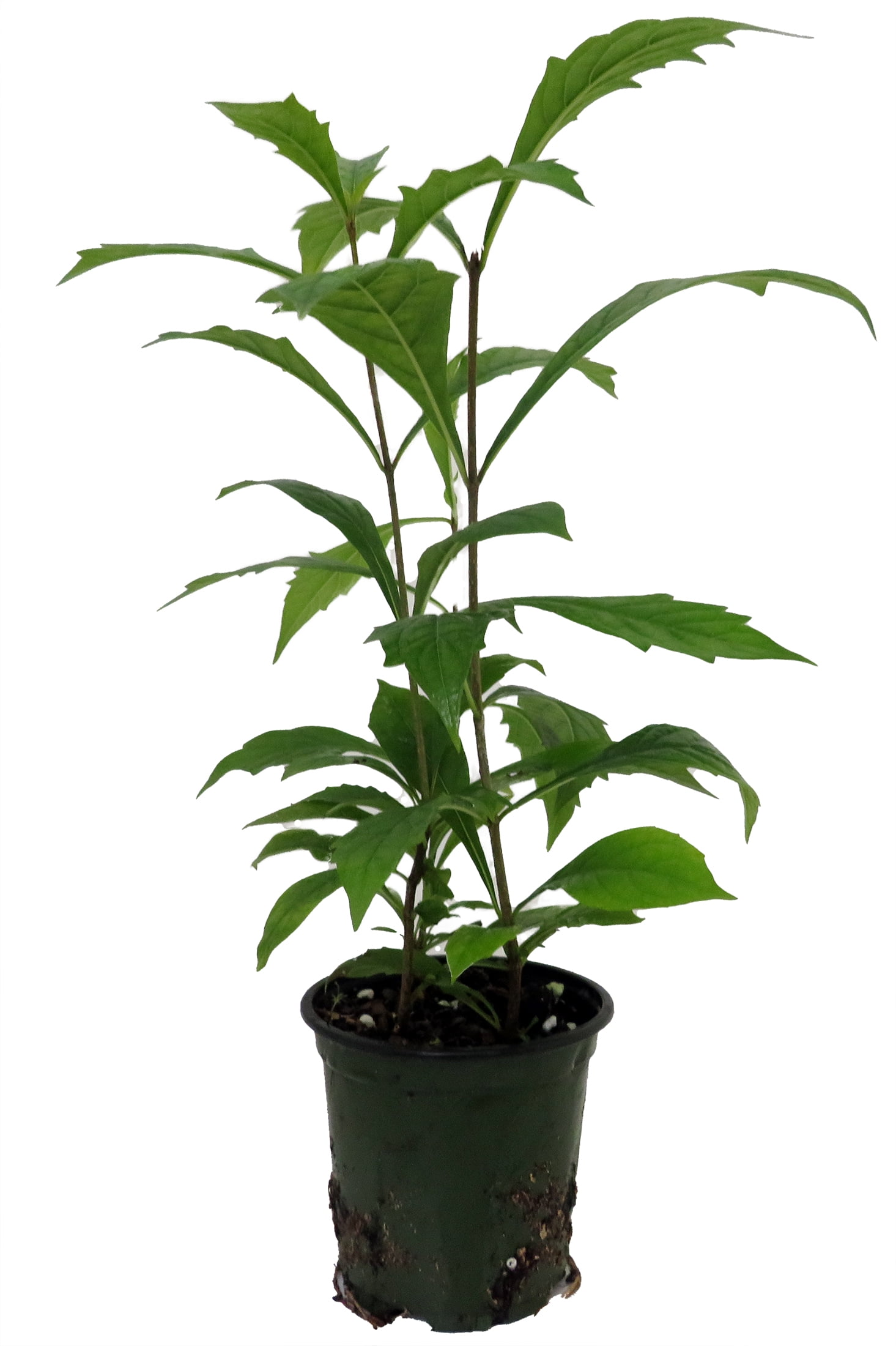 Musical Notes Plant - Clerodendrum incisum - Indoors/Out or Bonsai - 4 ...