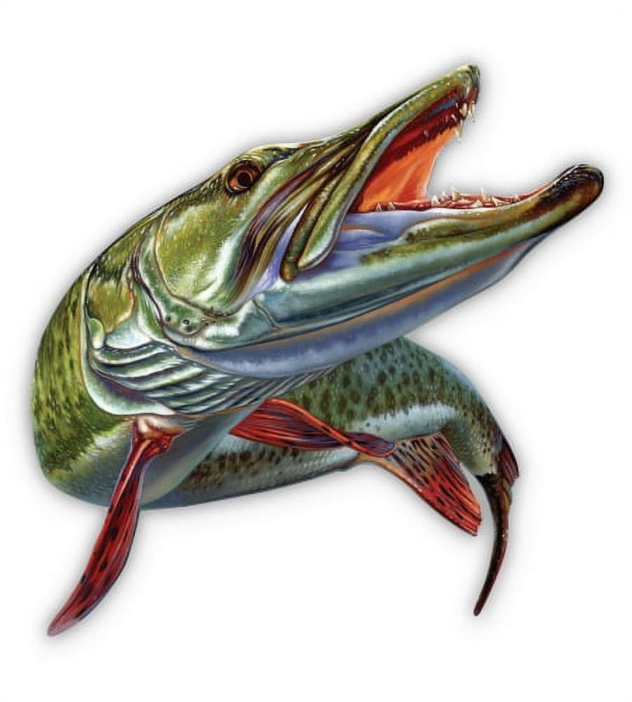 Muskie Fishing - 8" Vinyl Sticker - For Car Laptop I-Pad - Waterproof ...
