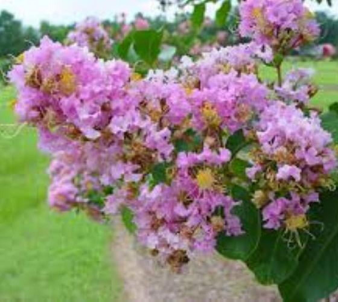 Muskogee Lavender Crape Myrtle Tree - Live Plant - ( 1 QT ) - Full Sun ...