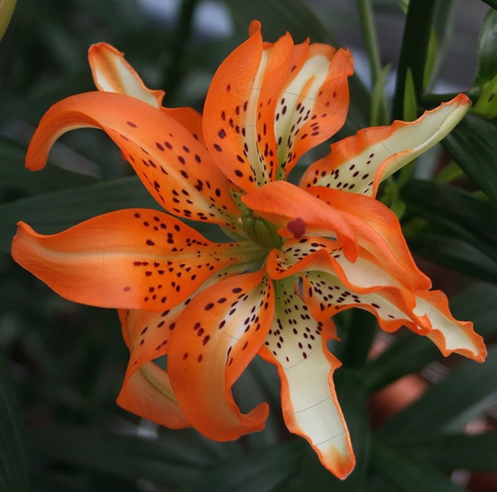 Must See Double Asiatic Lily 2 Bulbs 14/16cm - Orange and Cream ...
