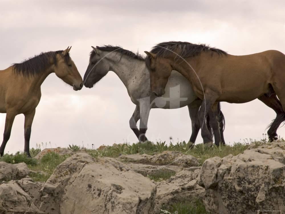 Mustang Wild Horse Red Dun Stallion Sniffing Mares Noses, Montana, USA ...