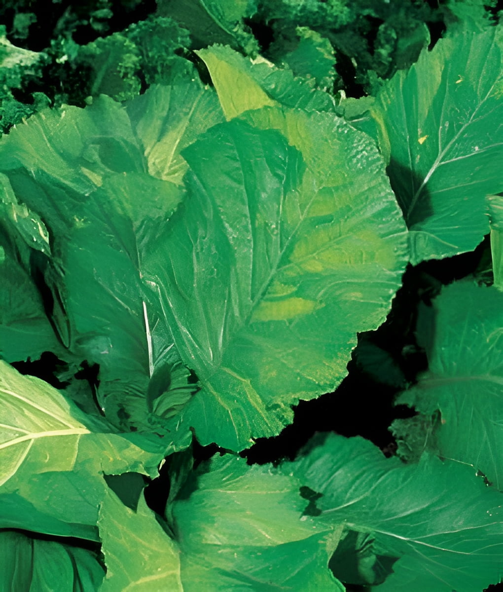 Mustard Florida Broadleaf Seed - 1 Packet - Walmart.com