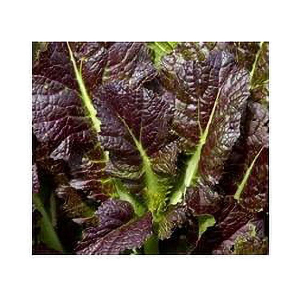 Mustard Red Giant Great Heirloom Vegetable By Seed Kingdom 30,000 Seeds ...