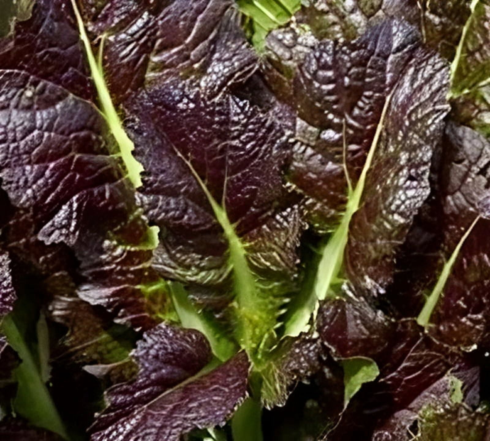 Mustard Red Giant Great Heirloom Vegetable by Seed Kingdom Bulk 5 Lb ...