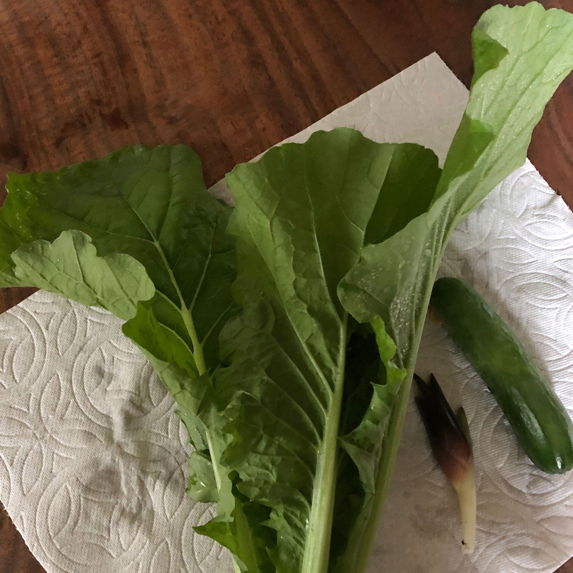 Mustard Seeds - Gai Choi - 3 g Packet ~900 Seeds - Non-GMO, Heirloom ...