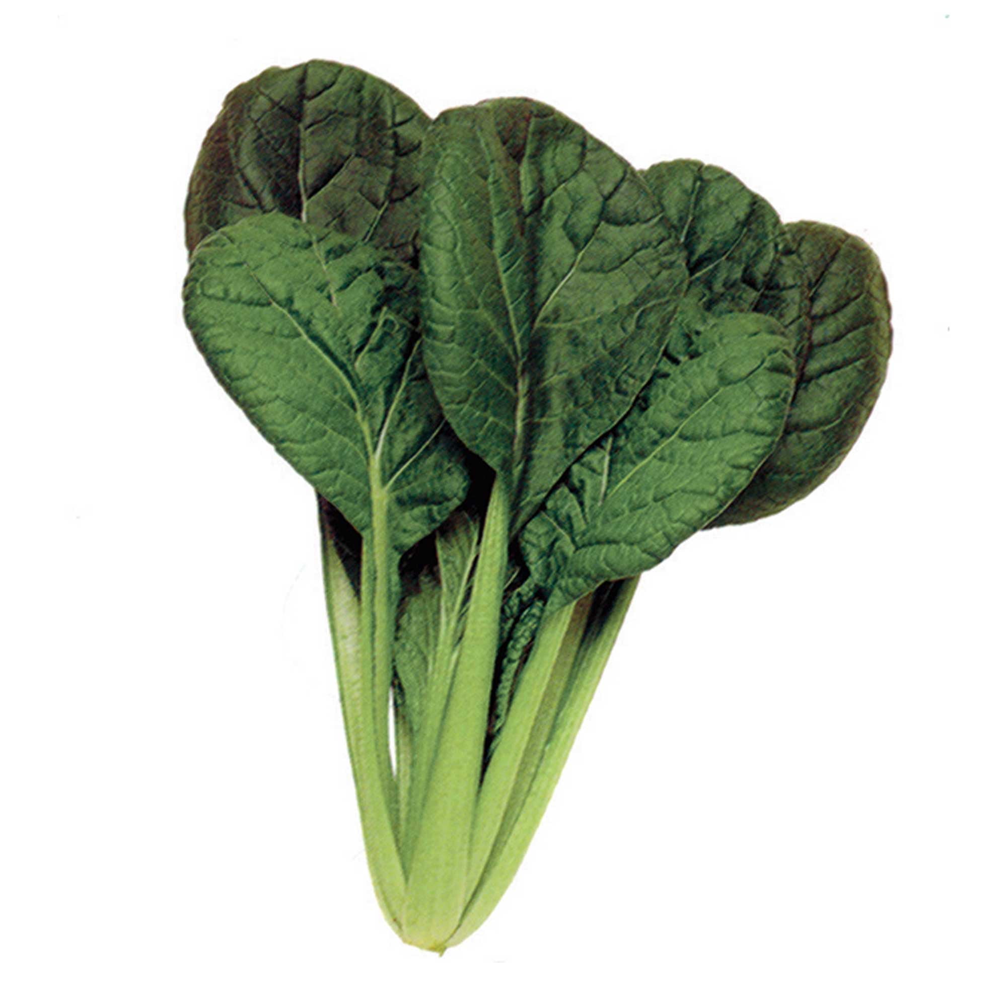 Mustard Seeds - Misome Choho - Hybrid - 1 g Packet ~333 Seeds - Non-GMO ...