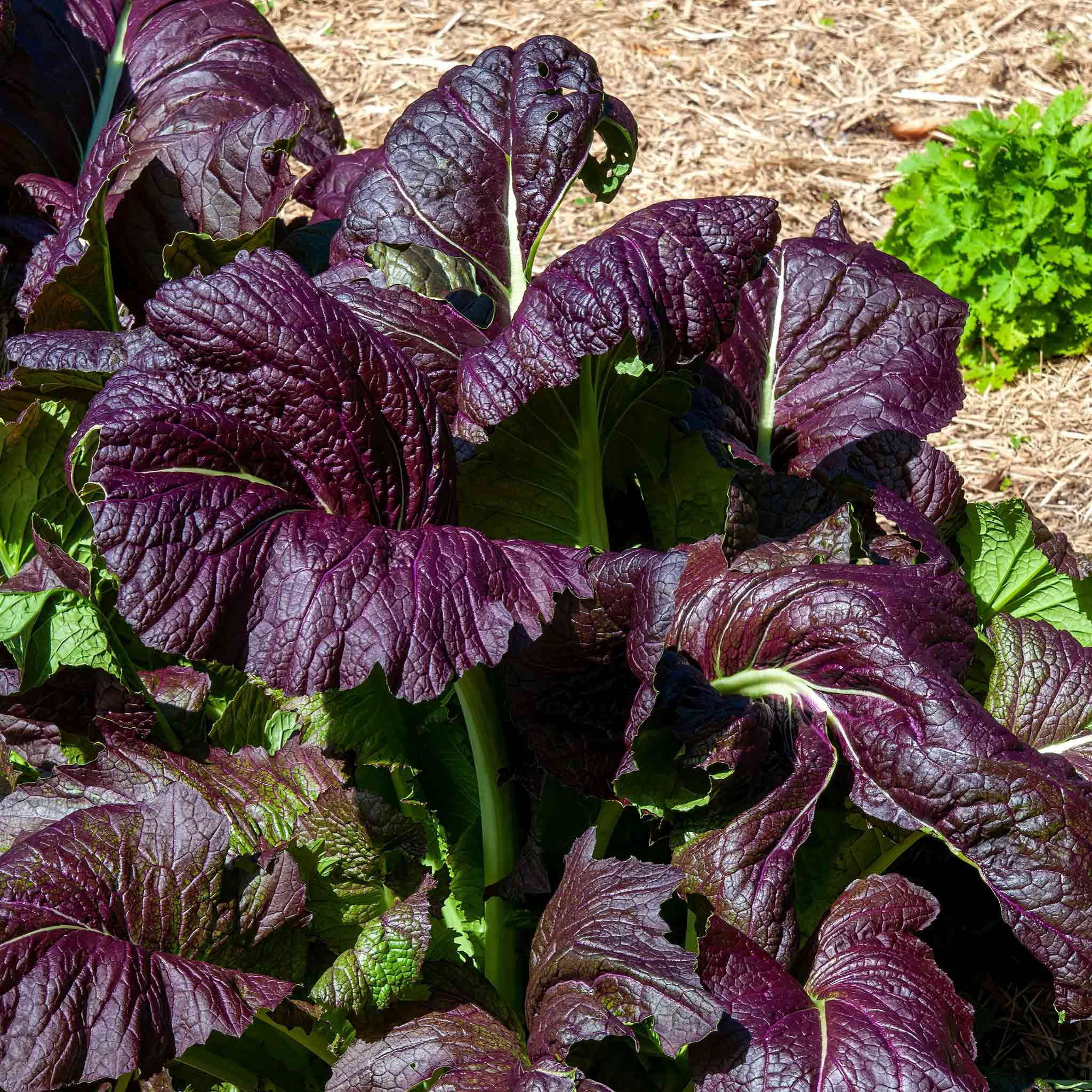 Mustard Seeds - Red Giant - Packet - Vegetable Seeds, Open Pollinated ...