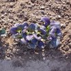 Mustard Seeds - Misome - Hybrid - 4 Oz ~63200 Seeds - Non-GMO, F1 ...