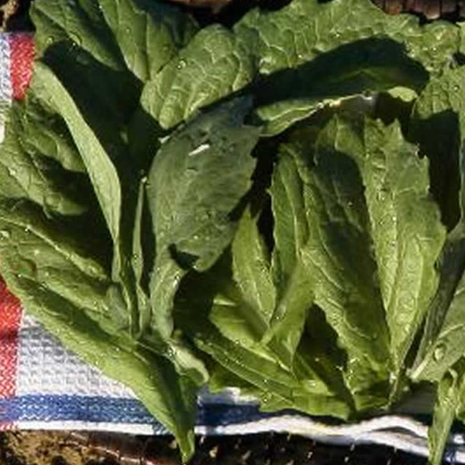 Mustard Vegetable Garden Seeds - Florida Broadleaf - 1 Lb - Non-GMO ...