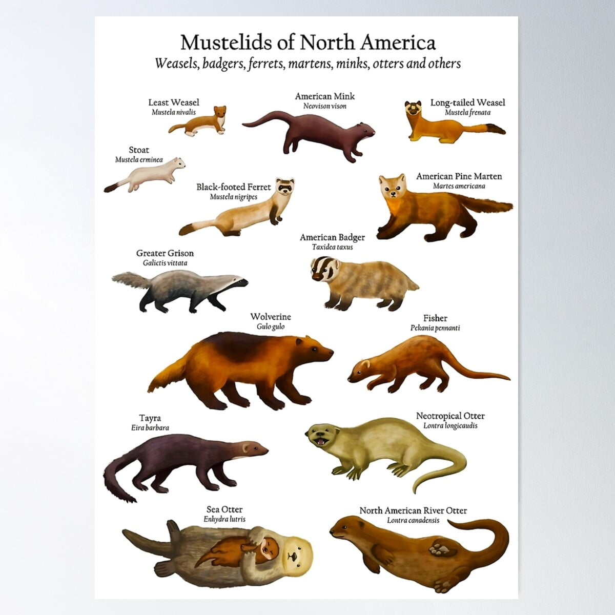 Mustelids Of North America (Weasels, Otters, Mink And More) - Poster ...