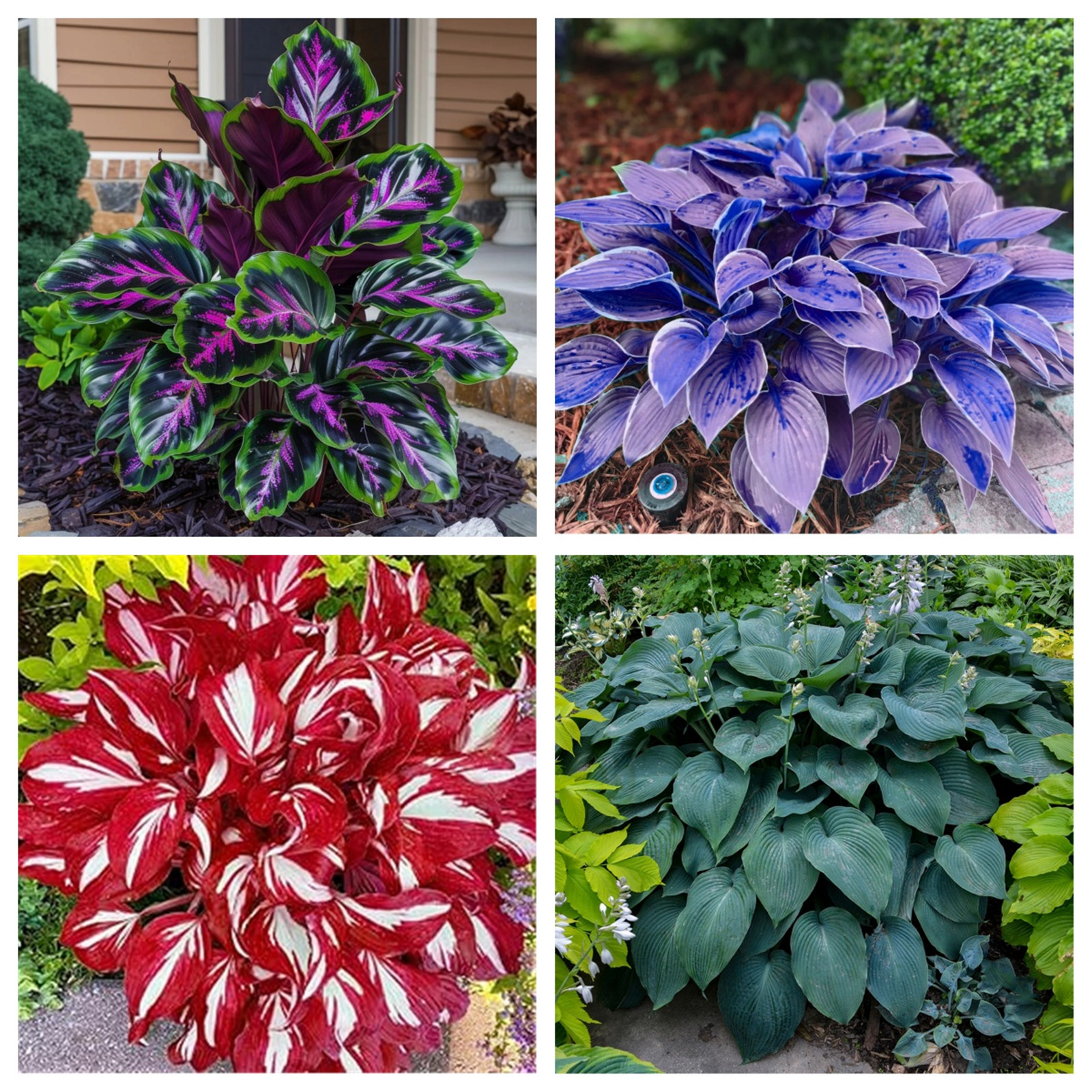 Mutated mysterious Ornament-(selected rhizomes)-[Hosta for planting ...