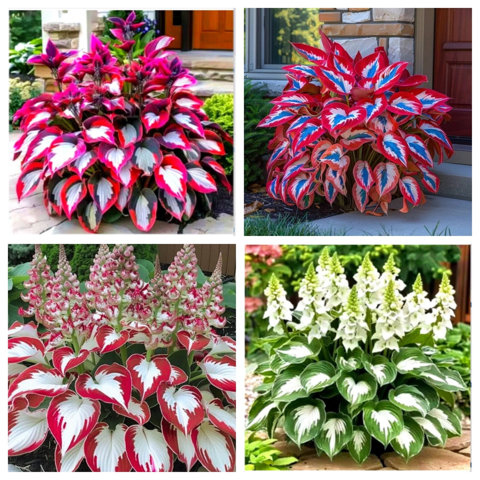 Mutated mysterious Ornament-(selected rhizomes)-[Hosta for planting ...