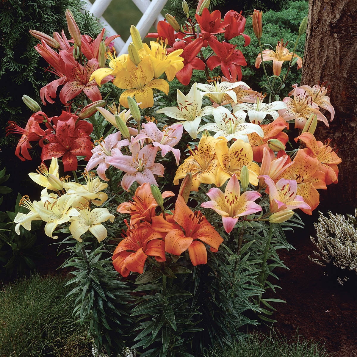 Mutli-Color Flowering Asiatic Lily Dormant Bare Root Summer Flowering ...