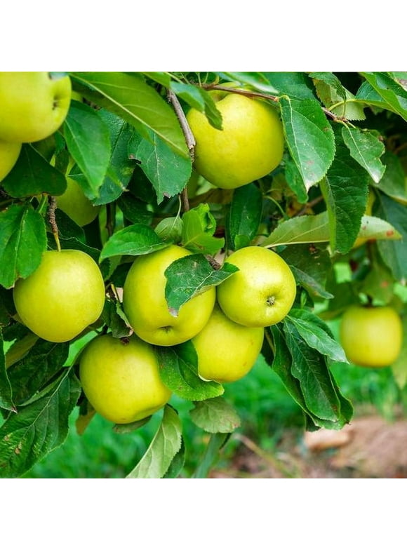 Fruit Trees in Trees - Walmart.com