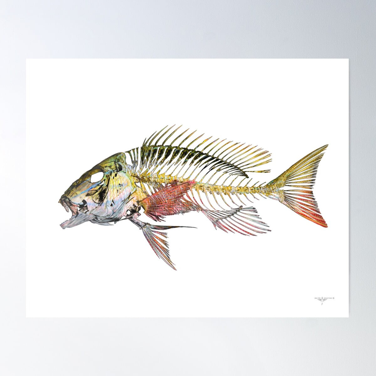 Mutton Snapper Poster Wall Art, Modern Wall Decor For Living Room ...