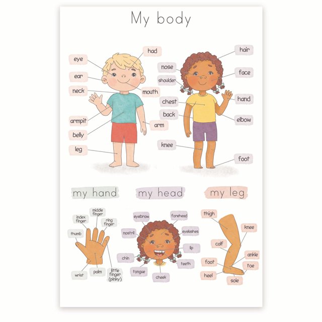 My Body Kids Visual Chart Poster - Human Body Educational Poster - Kids ...