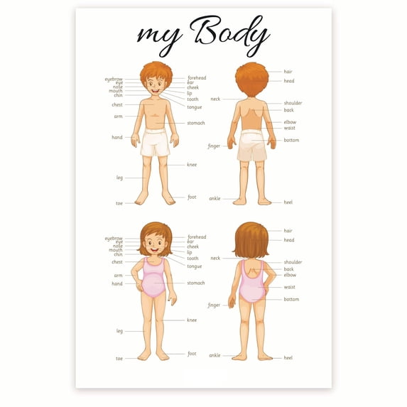 My Body Poster - Anatomy for Kids - Children's Anatomy Poster - Early ...