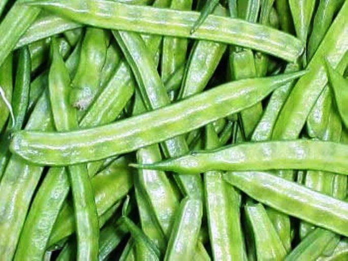 My Favorite DealsUMRT 25 Seeds/Guar, Cluster Beans Heirloom Non GMO ...