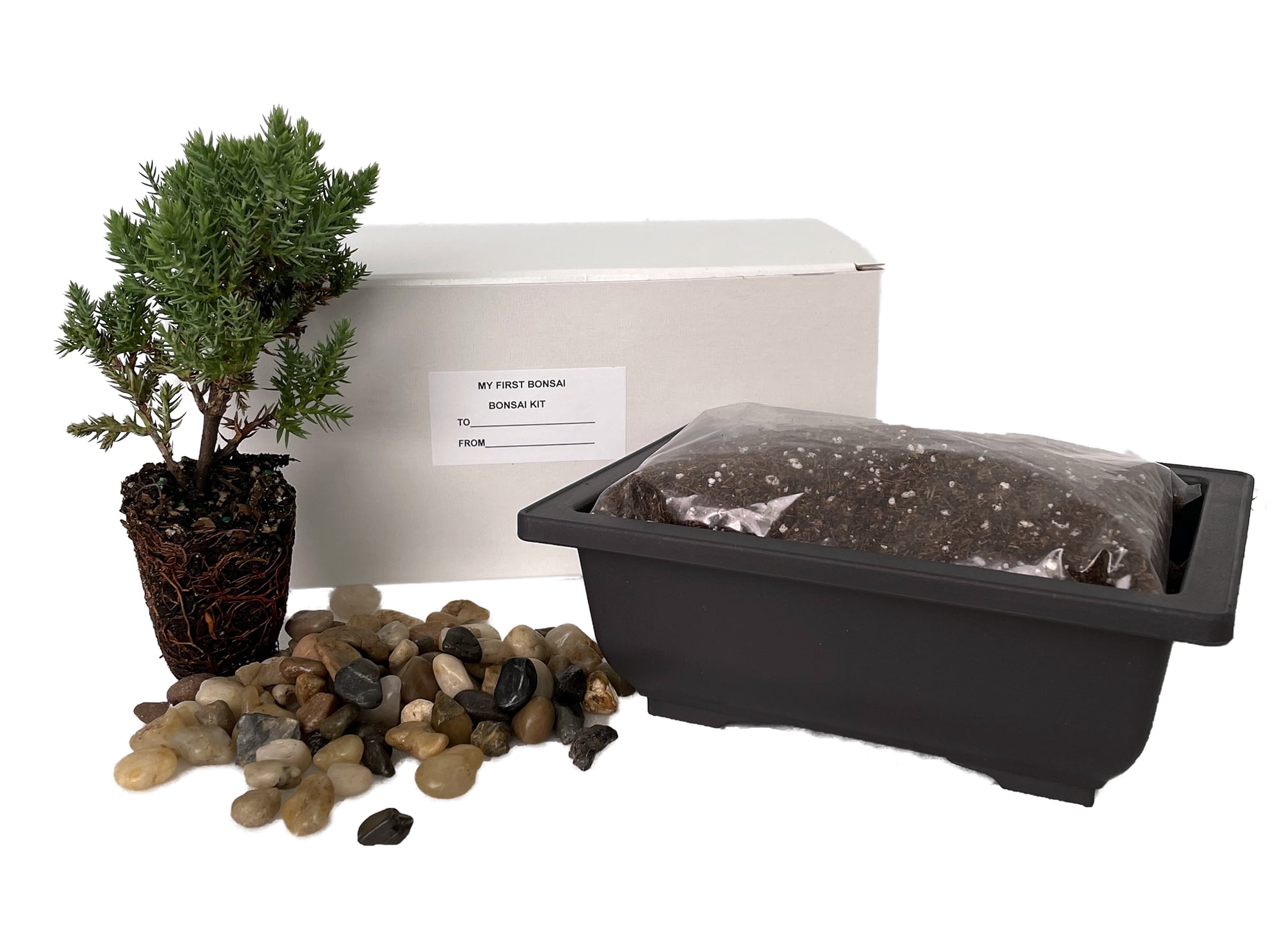 My First Indoor Bonsai Tree Kit with Live Japanese Juniper Tree ...