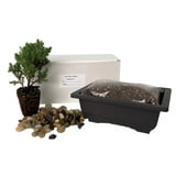 My First Indoor Bonsai Tree Kit with Live Japanese Juniper Tree ...