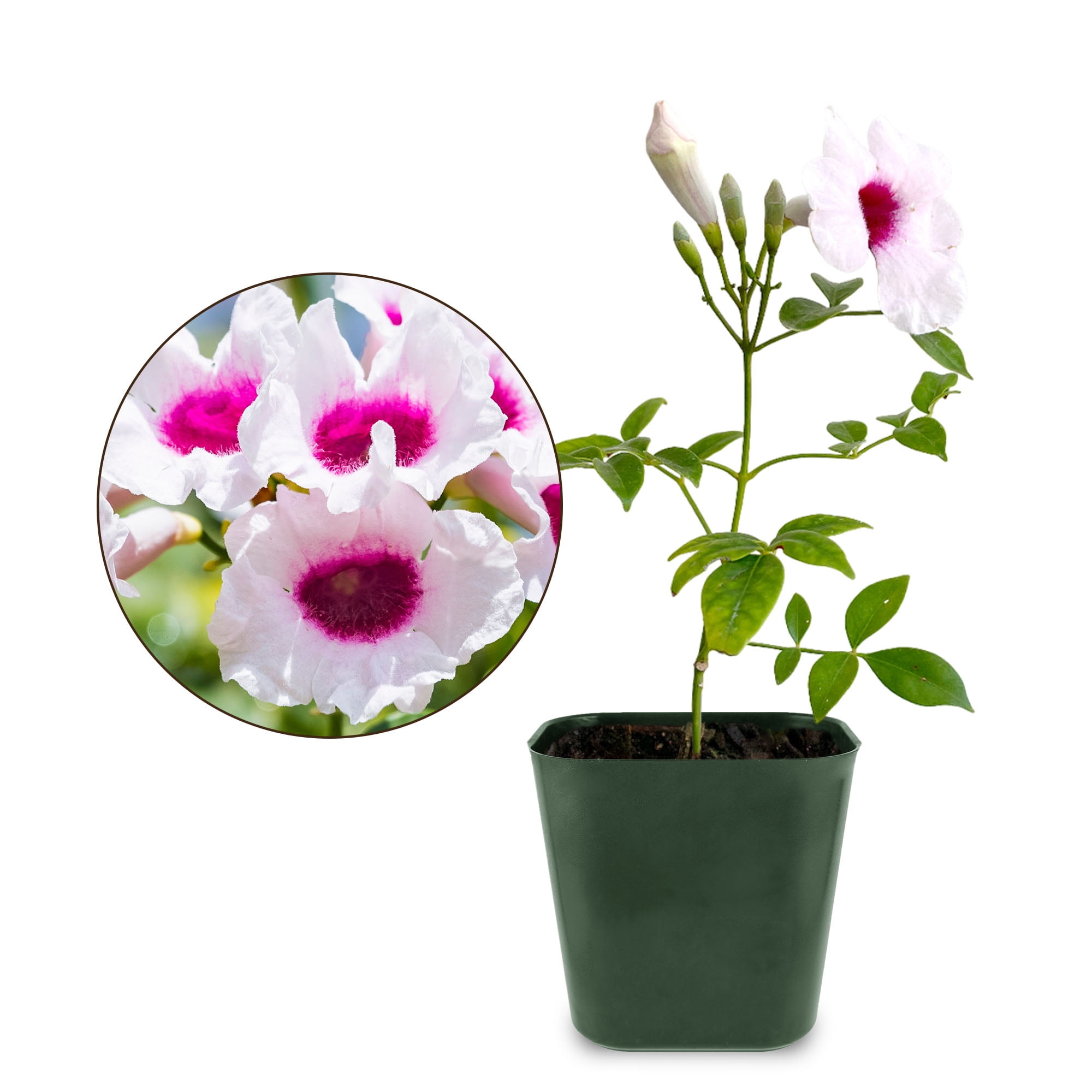 My Shelfie - Pink Bower Flower Vine, Pink Plant Vine for Trellises ...