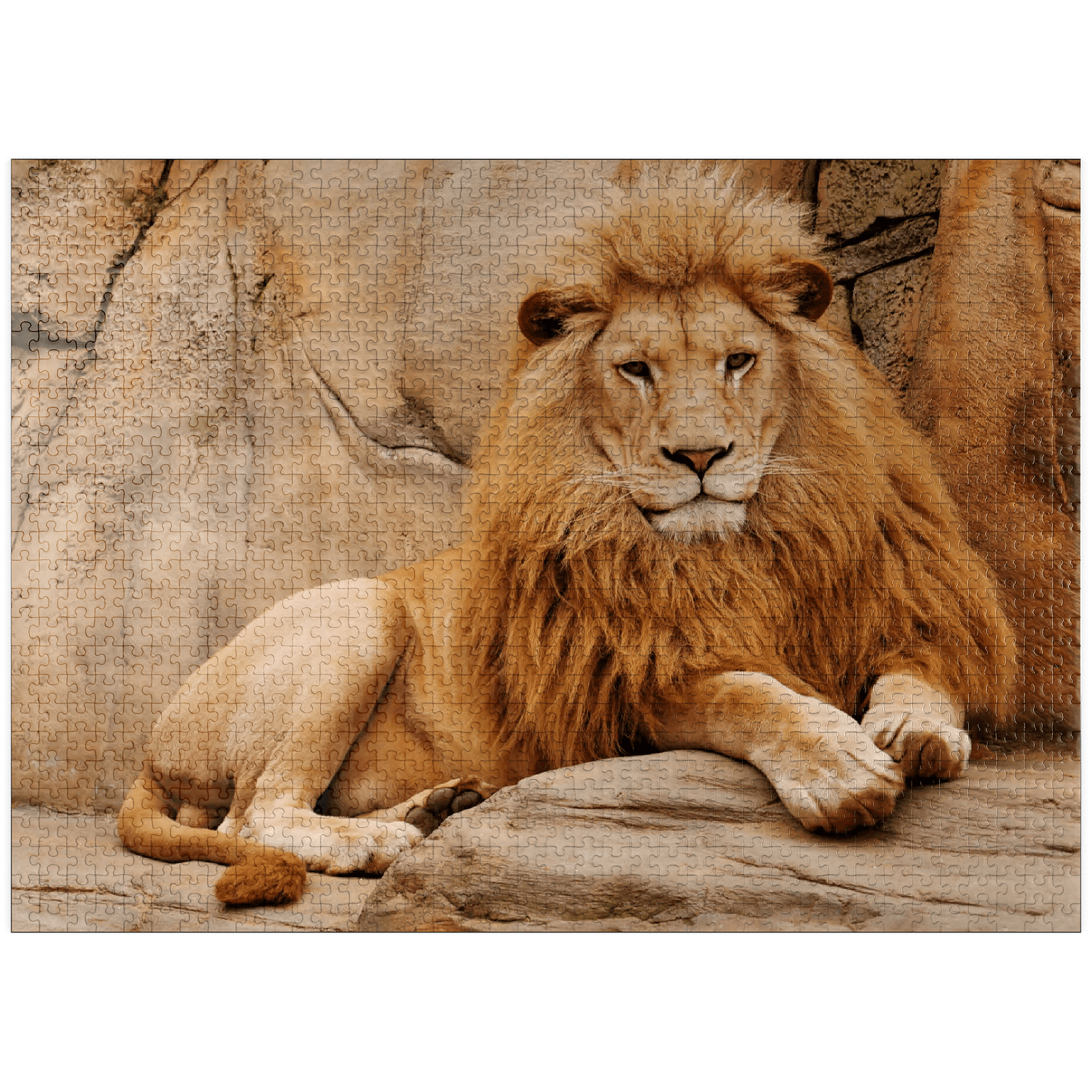 MyPuzzle - A Lion Relaxing On A Stone - Premium 1000 Piece Jigsaw ...