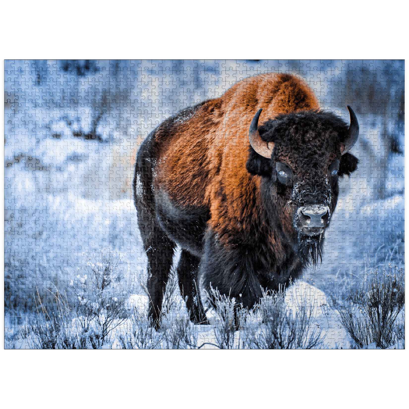 MyPuzzle - American Bison Crouching In Snow In Winter, Yellowstone ...