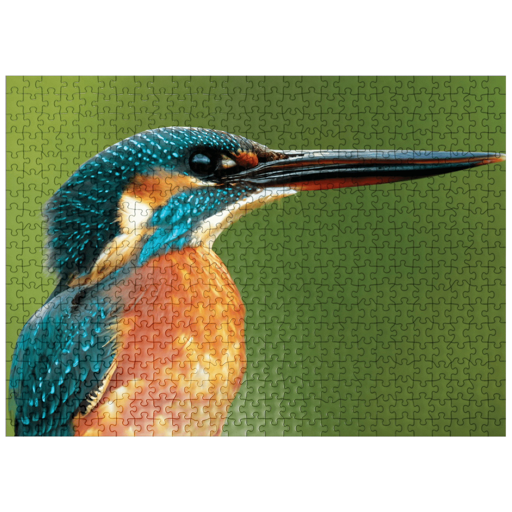 MyPuzzle - Animal Photography: Birds, Majestic Kingfisher - Premium 500 ...