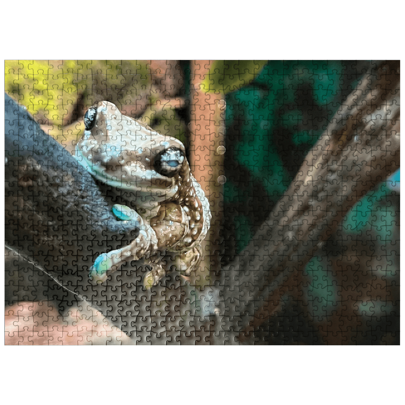 MyPuzzle - Animal Photography: Zoo Frog Gaze - Premium 500 Piece Jigsaw ...