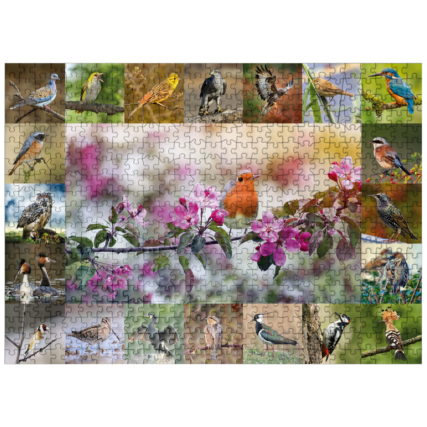 MyPuzzle - Birds Of The Year - Collage No.4 - Main Subject- Robin ...