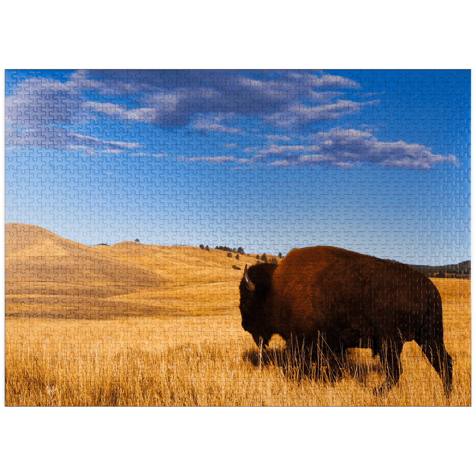 MyPuzzle - Bison / Buffalo Running In The Rolling Hills Of The Prairie ...