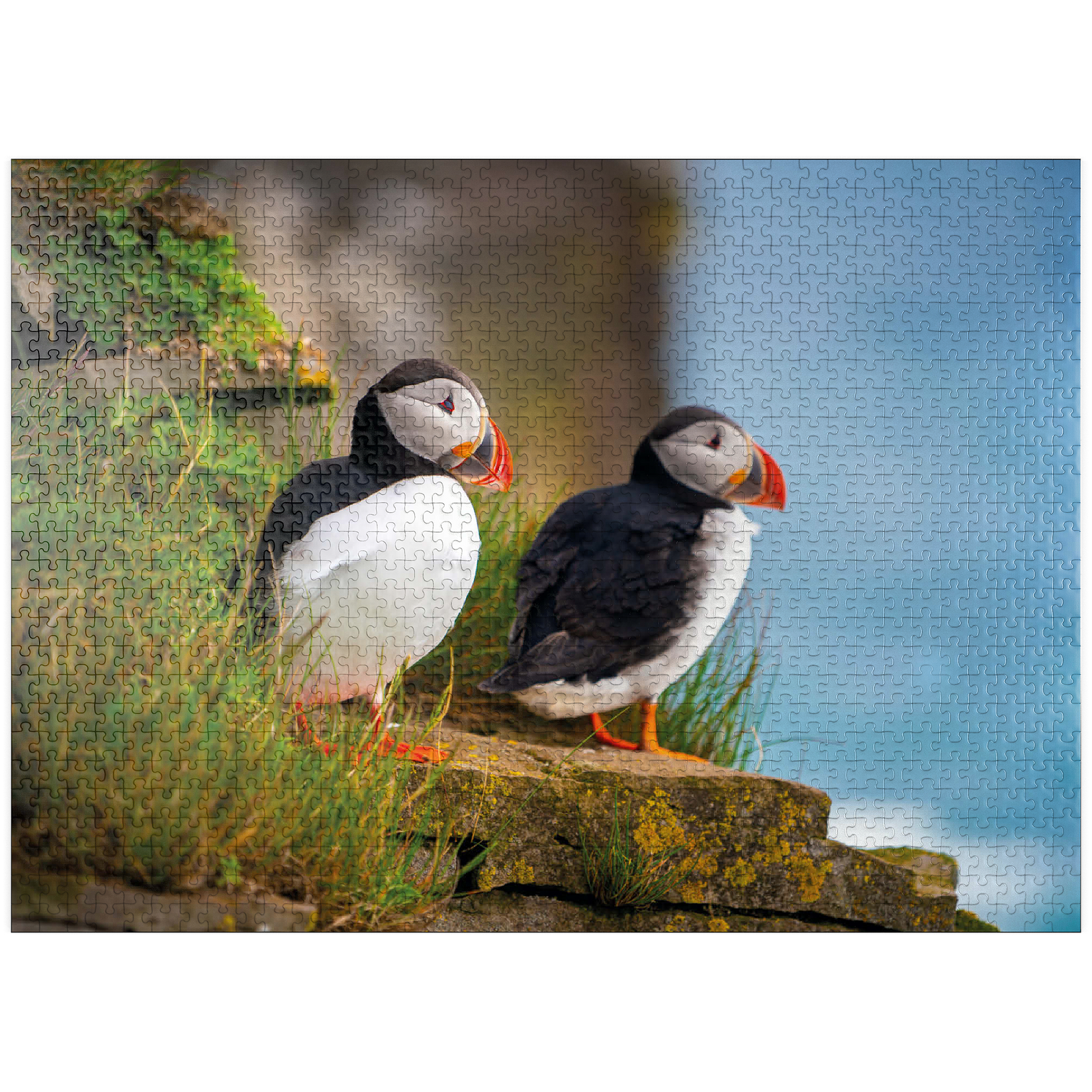 MyPuzzle - Endangered Species - Atlantic Puffin - Premium 1000 Piece ...