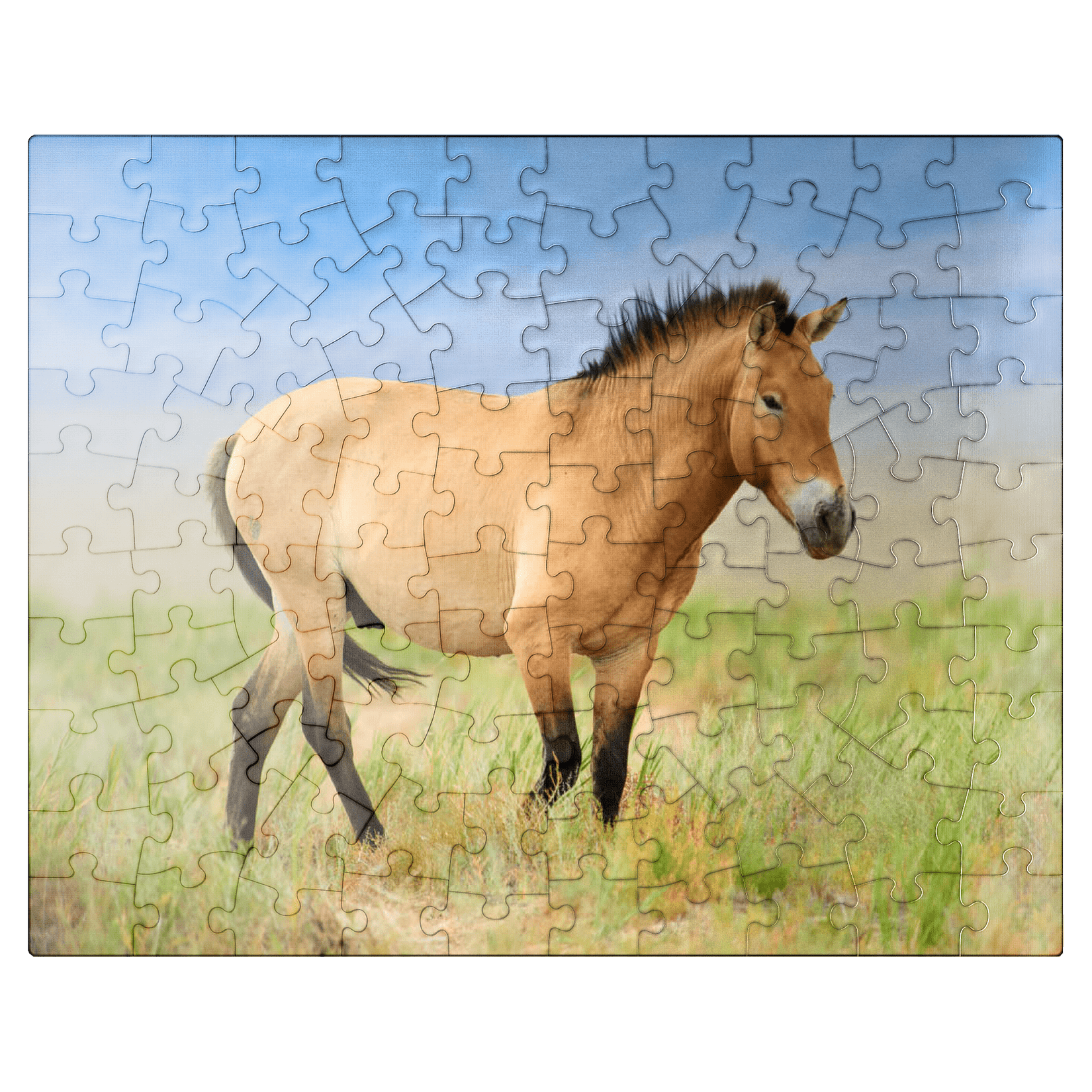 MyPuzzle - Endangered Species - Przewalski's Horse - Premium 100 Piece ...