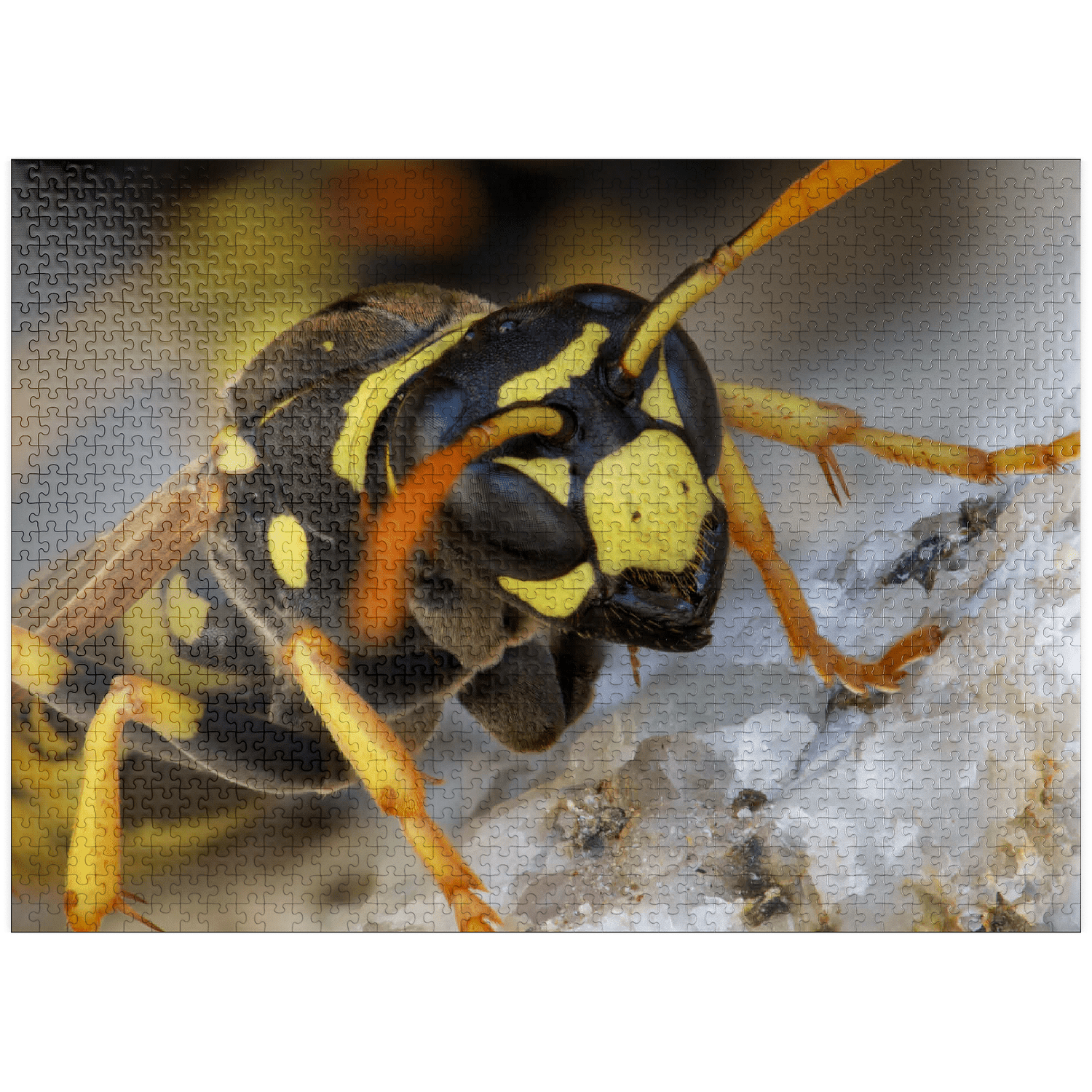 MyPuzzle - European Paper Wasp - Premium 1000 Piece Jigsaw Puzzle for ...