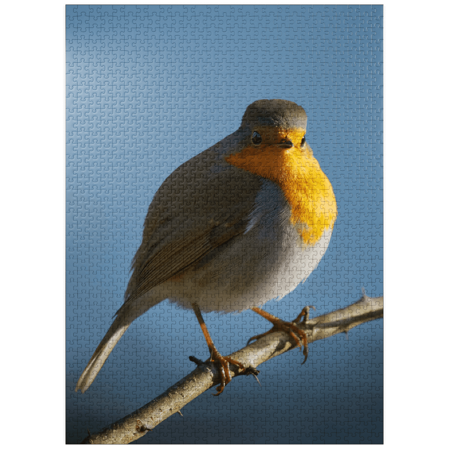 MyPuzzle - European Robin - Premium 1000 Piece Jigsaw Puzzle for Adults ...