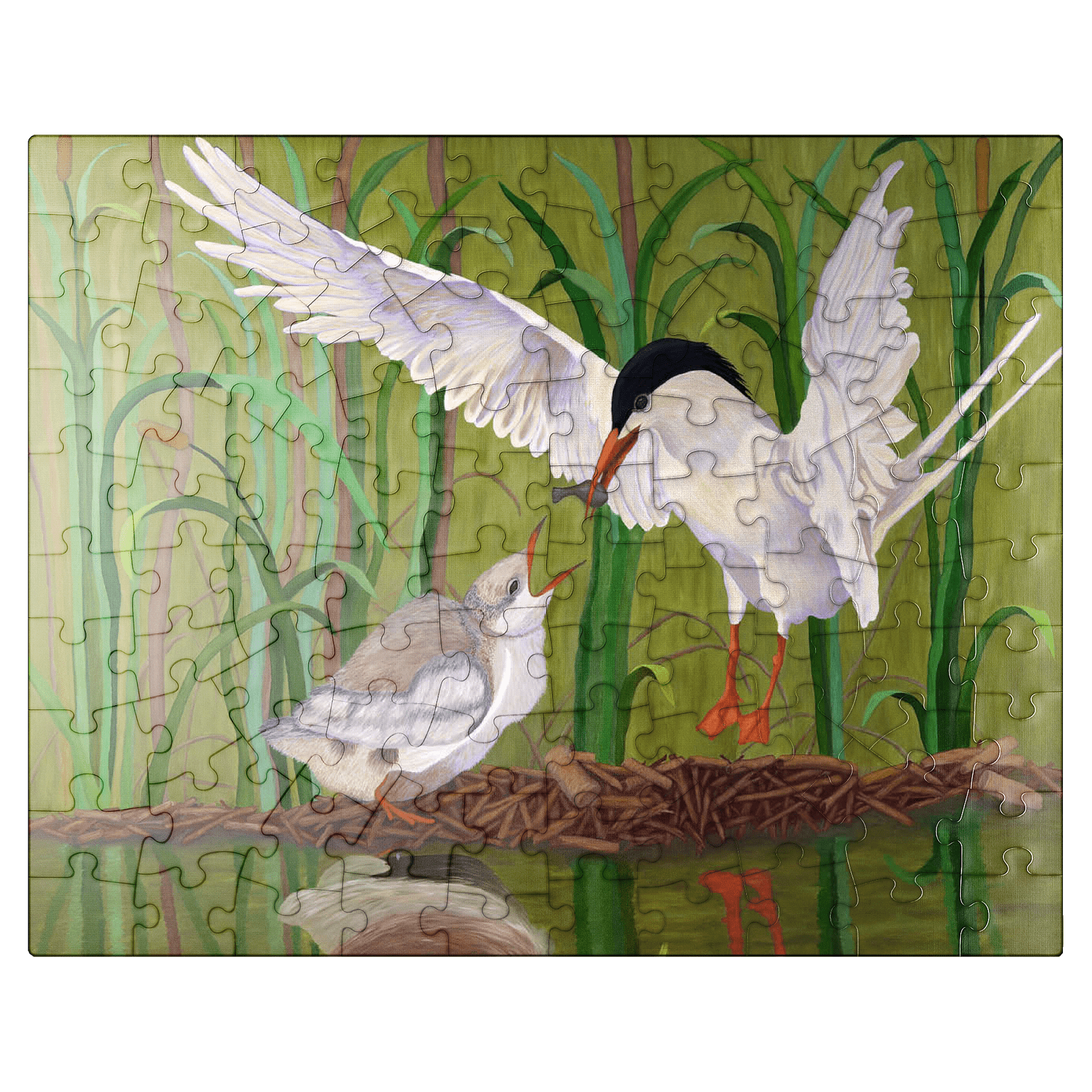 MyPuzzle - Forster's Tern Feeding Chick In Wetlands - Premium 100 Piece ...