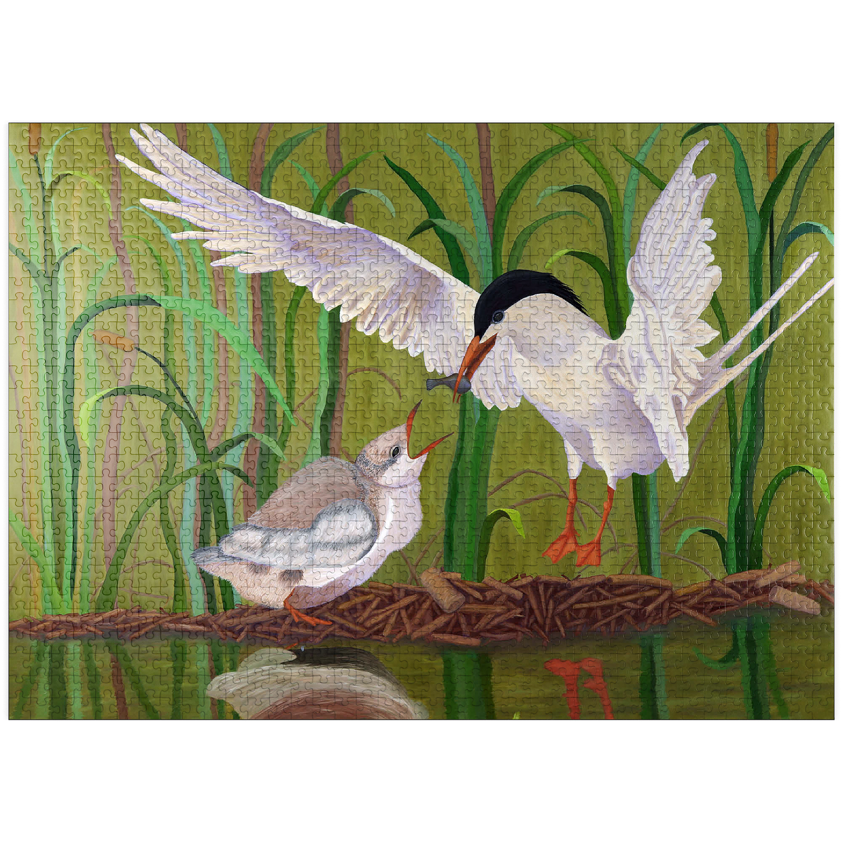 MyPuzzle - Forster's Tern Feeding Chick In Wetlands - Premium 1000 ...