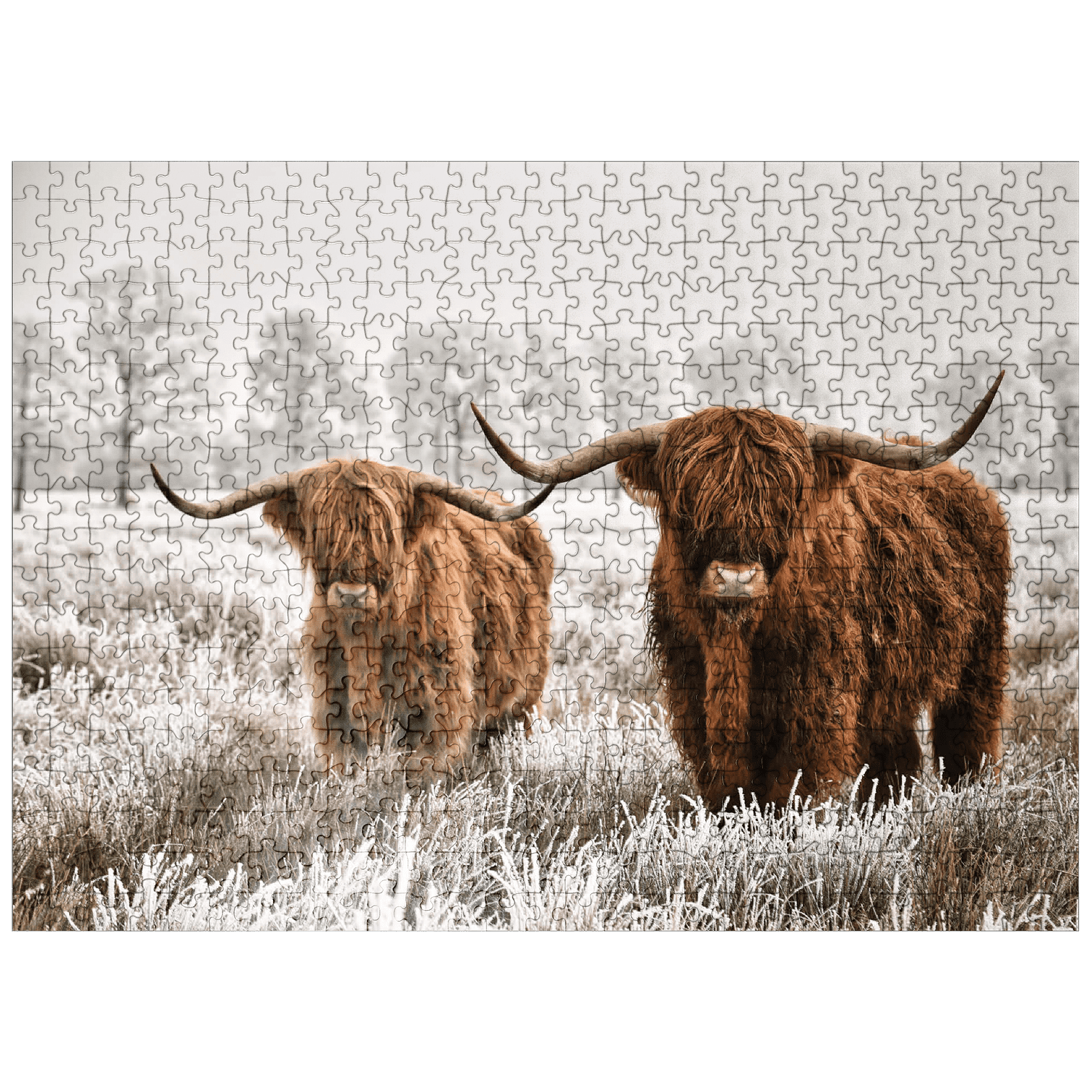 MyPuzzle - Hairy Scottish Highland Cattle In A Winter Landscape ...