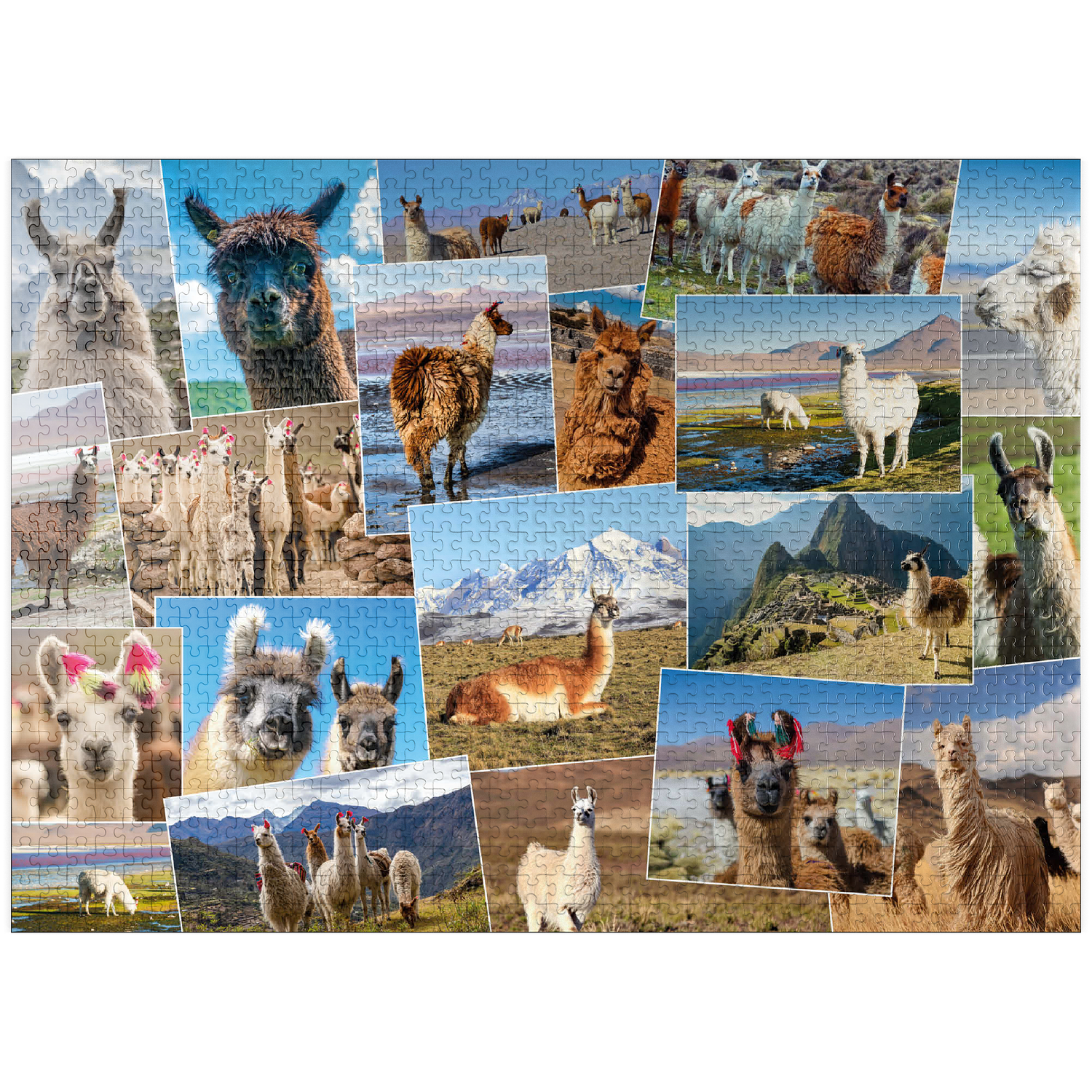 MyPuzzle - Llamas And Alpacas - Collage No. 2 - Premium 1000 Piece ...