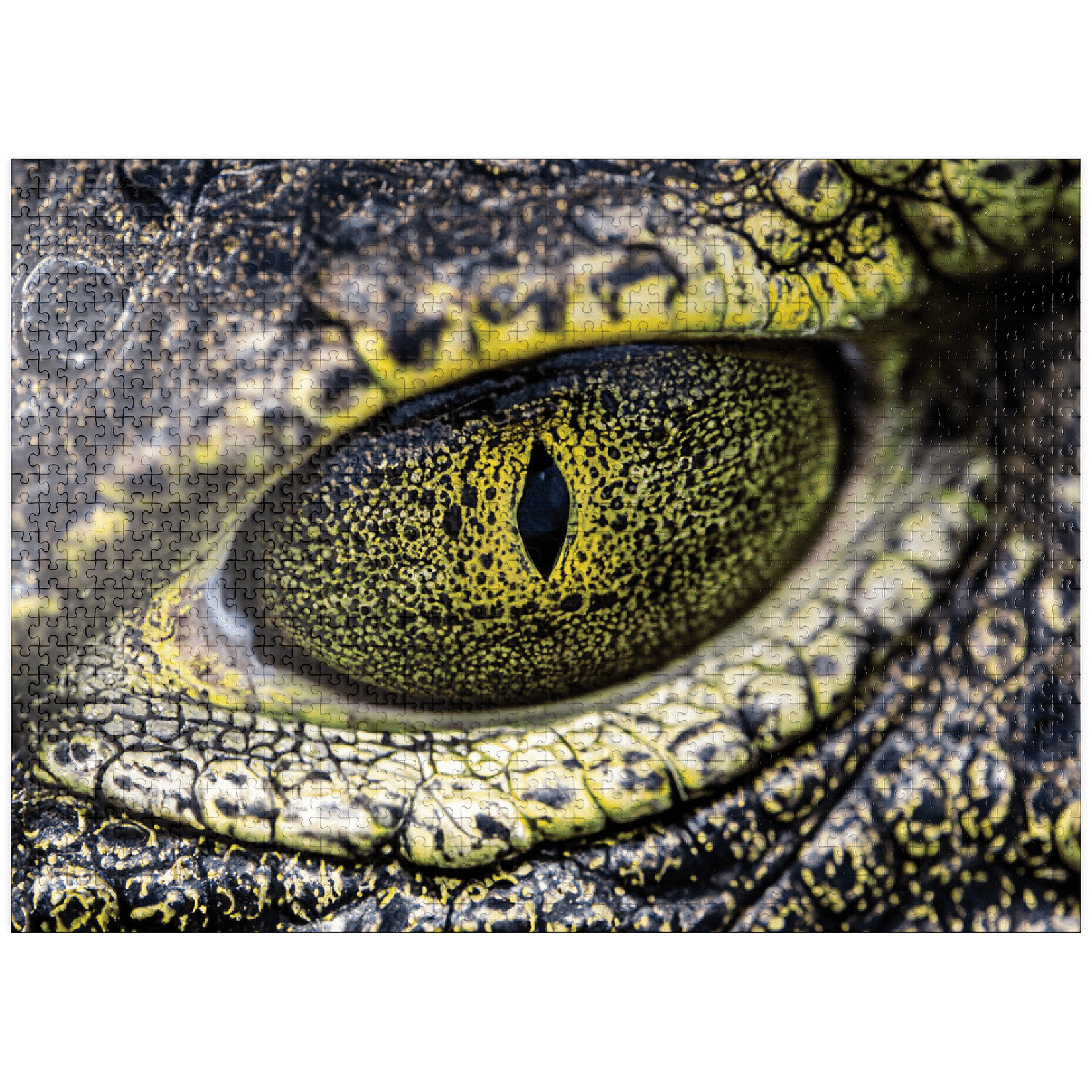 MyPuzzle - Macro Photography: Alligator Stare Reptile Eye - Premium ...