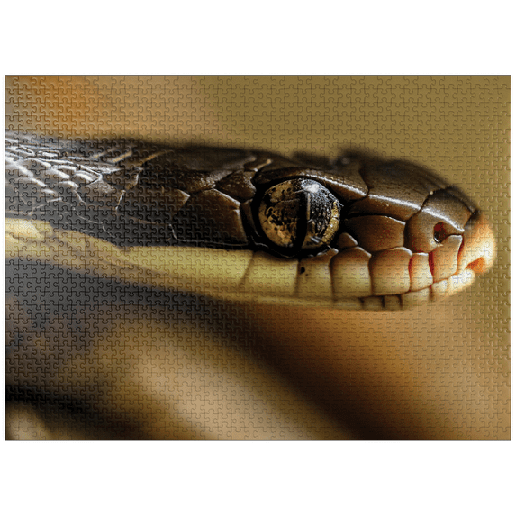 MyPuzzle - Macro Photography: Little Charmer Snake Reptile Eye ...