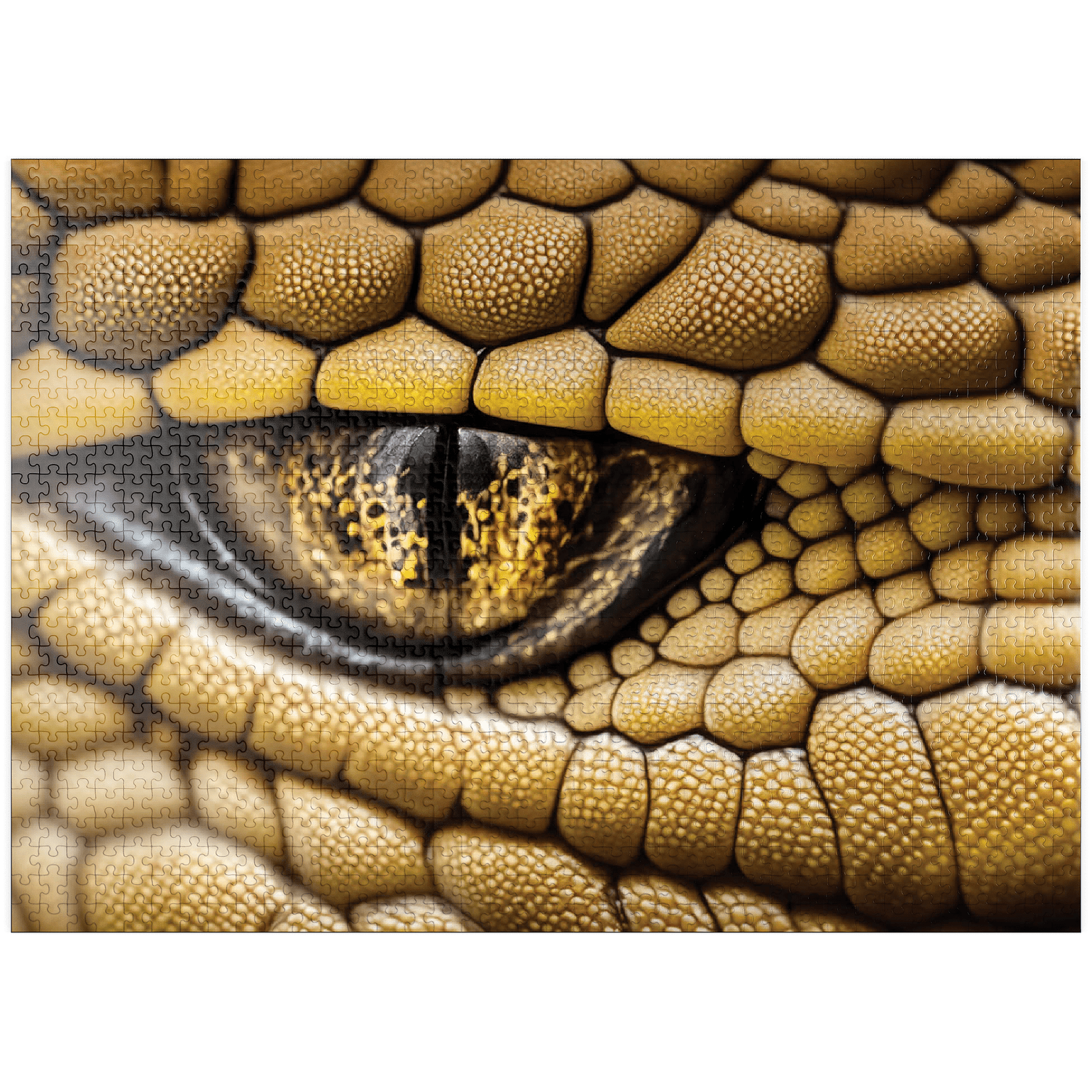 MyPuzzle - Macro Photography: Sly Stare Snake Reptile Eye - Premium ...