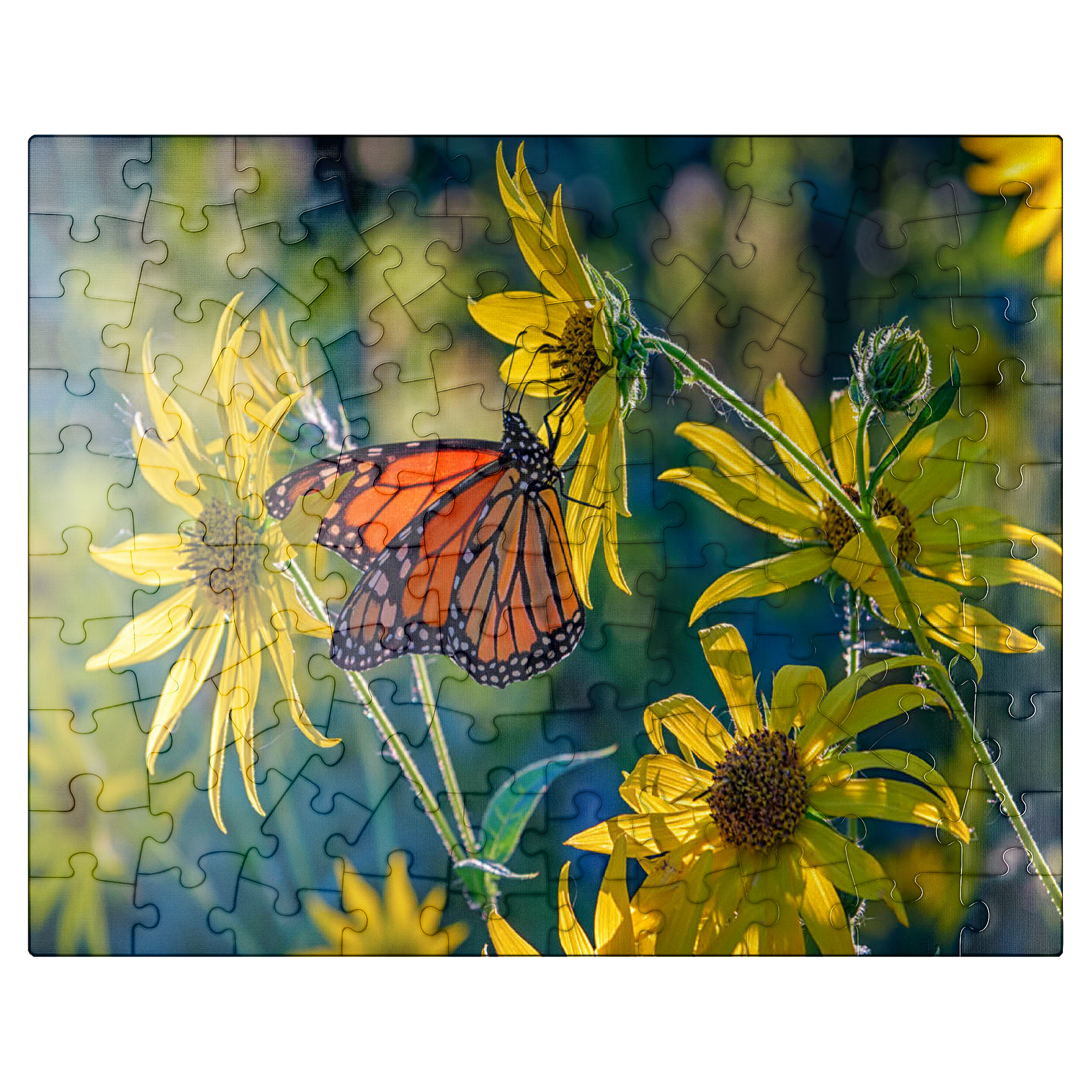 MyPuzzle - Monarch Butterfly On Yellow Wildflowers - Premium 100 Piece ...