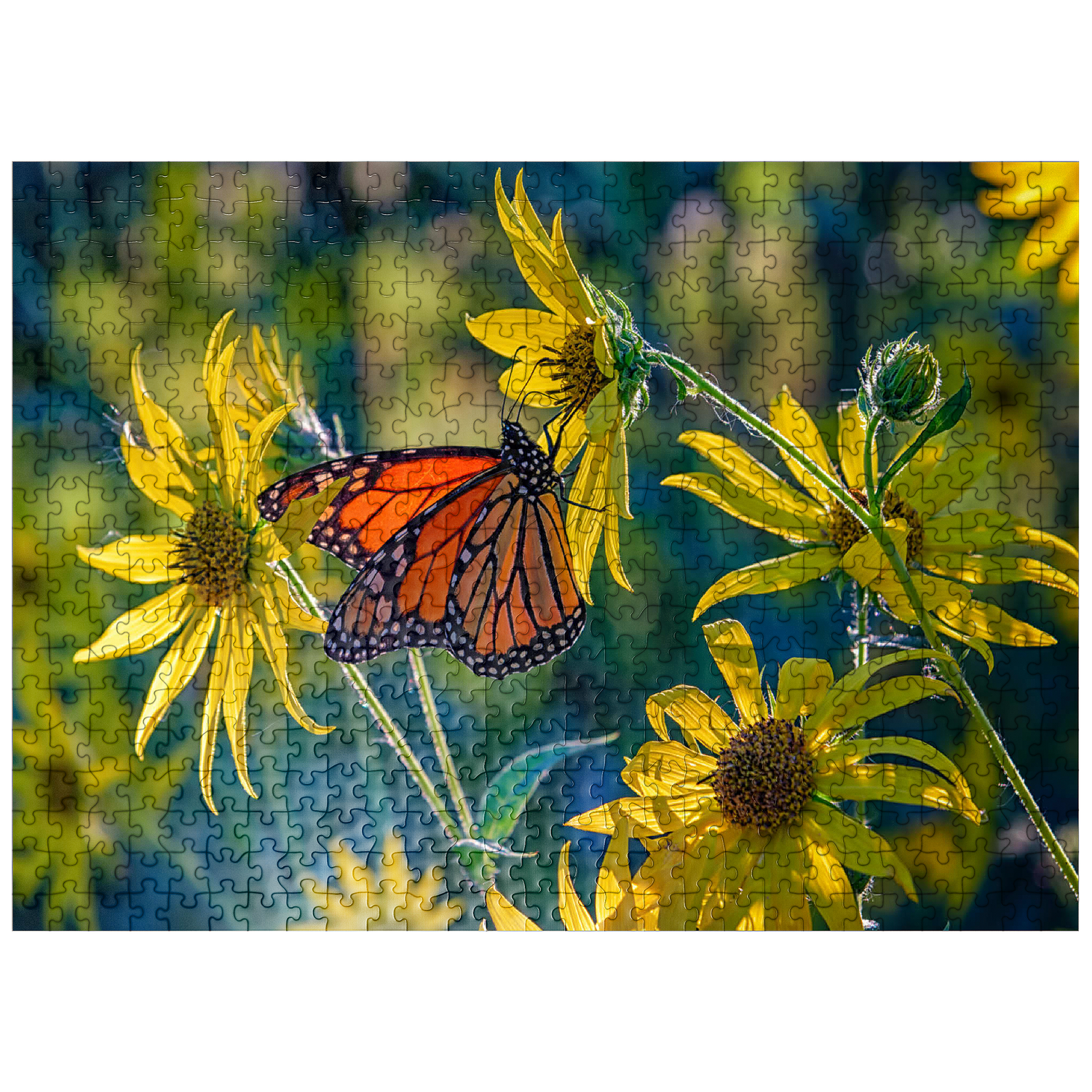 MyPuzzle - Monarch Butterfly On Yellow Wildflowers - Premium 500 Piece ...